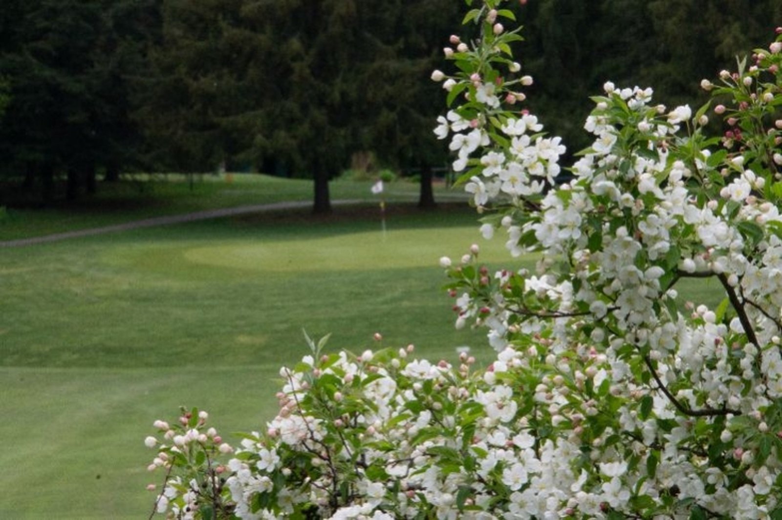 Beautiful golf course with flowering trees in spring